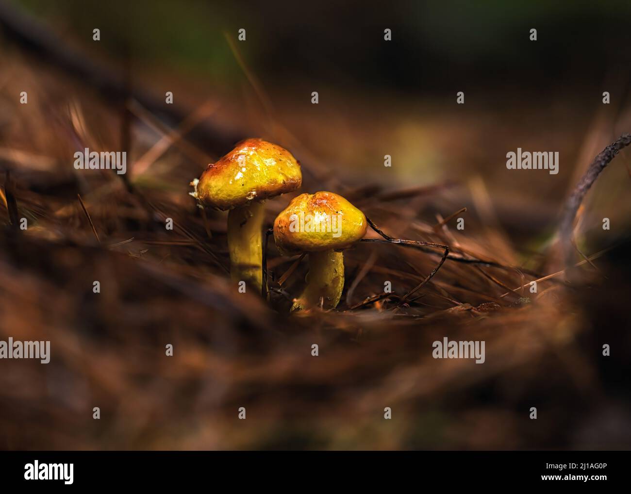 A closeup of Cortinarius triumphans, also known as the birch webcap, or ...