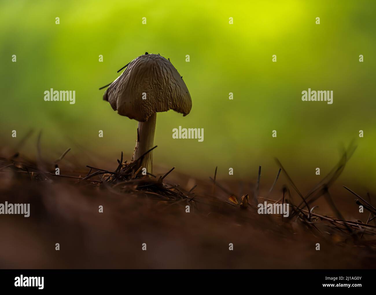 A closeup of Mycena polygramma, grooved bonnet in the forest Stock ...