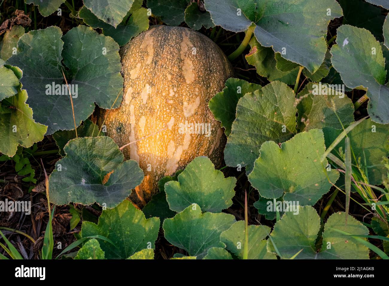 Organic ripe pumpkin on the ground with green leaves inside of an ...