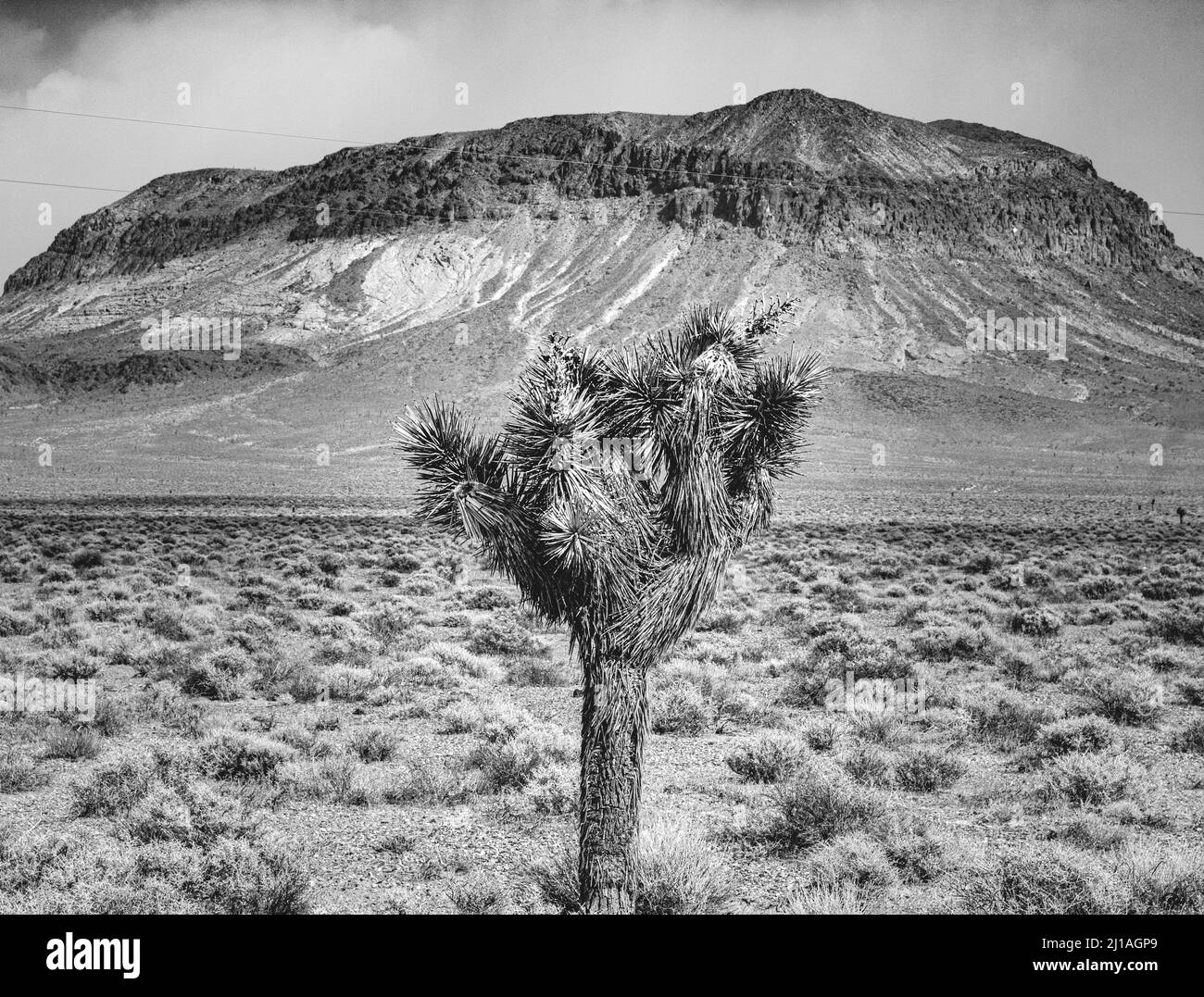 A grayscale shot of a tree in a desert with the background of a high ...