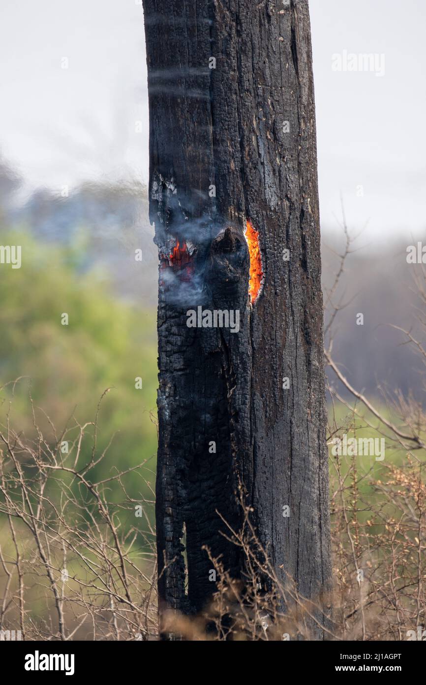 Burning tree hi-res stock photography and images - Alamy