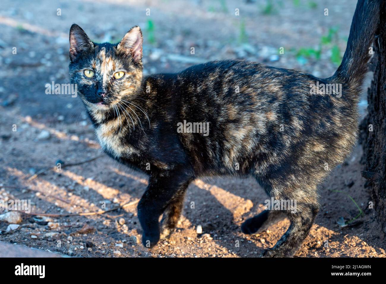 black and tan cat posing for the photographer. close-up Stock Photo - Alamy