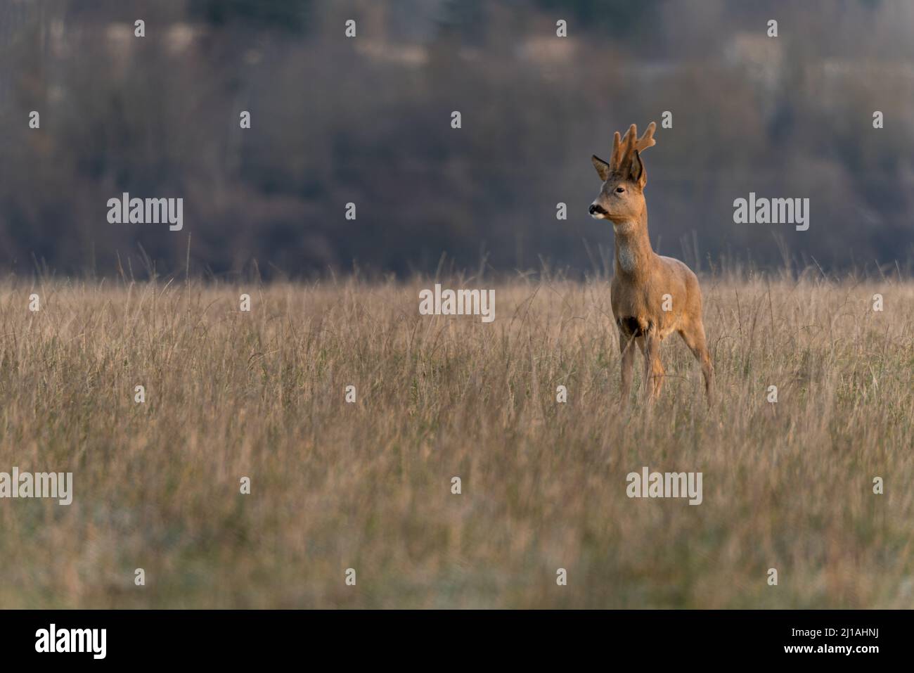 The Siberian roe deer, eastern roe deer, or Asian roe, is a species of ...
