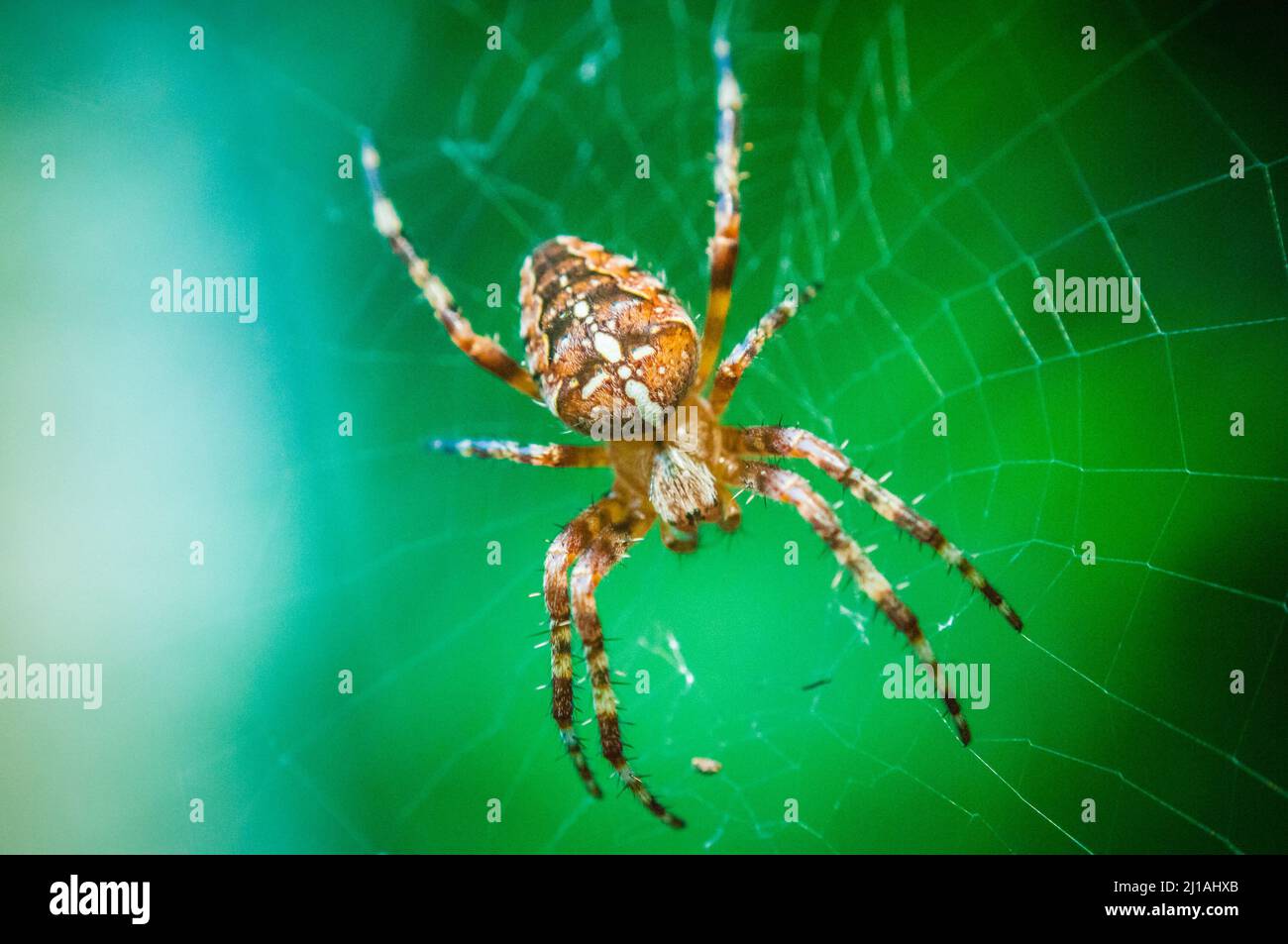 A macro shot of Araneus spider on his web Stock Photo - Alamy