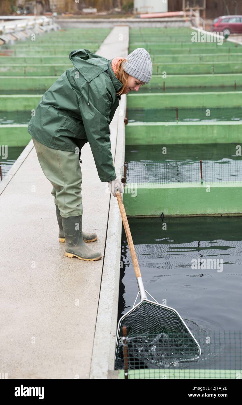 Female catching fish from reservoir on sturgeon farm Stock Photo - Alamy