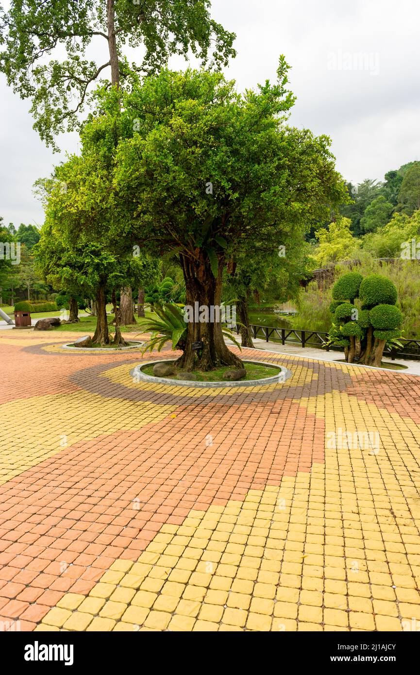 Lone Tree at Taman Botani Perdana (Botanical Gardens) Kuala Lumpur ...