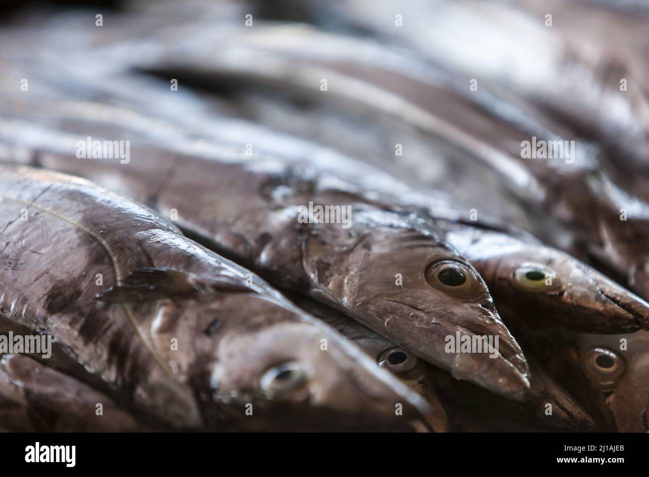 A bunch of fresh fish lying on the display of the fish market, Arabian ...