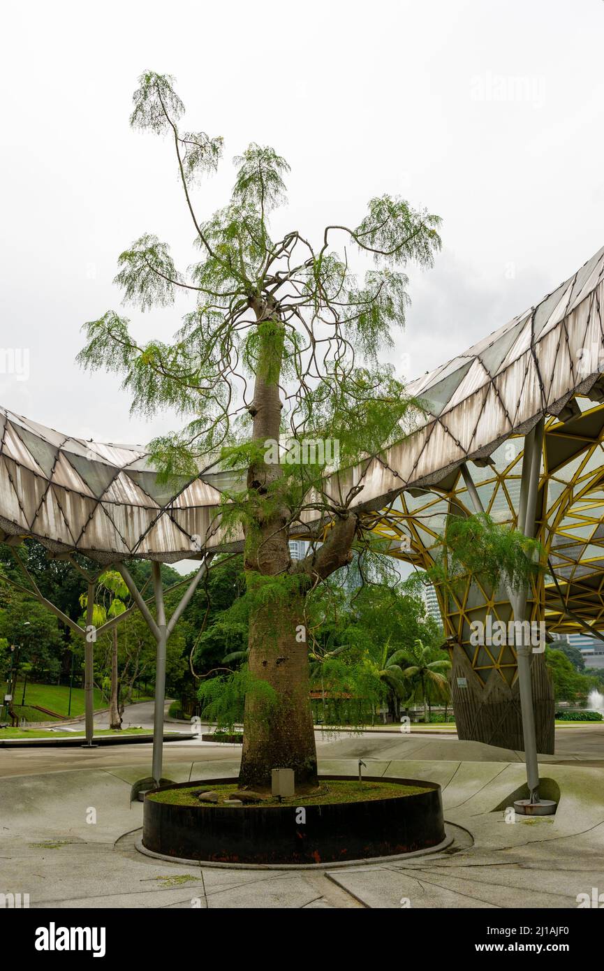 Bottle Tree at Taman Botani Perdana (Botanical Gardens) Kuala Lumpur ...