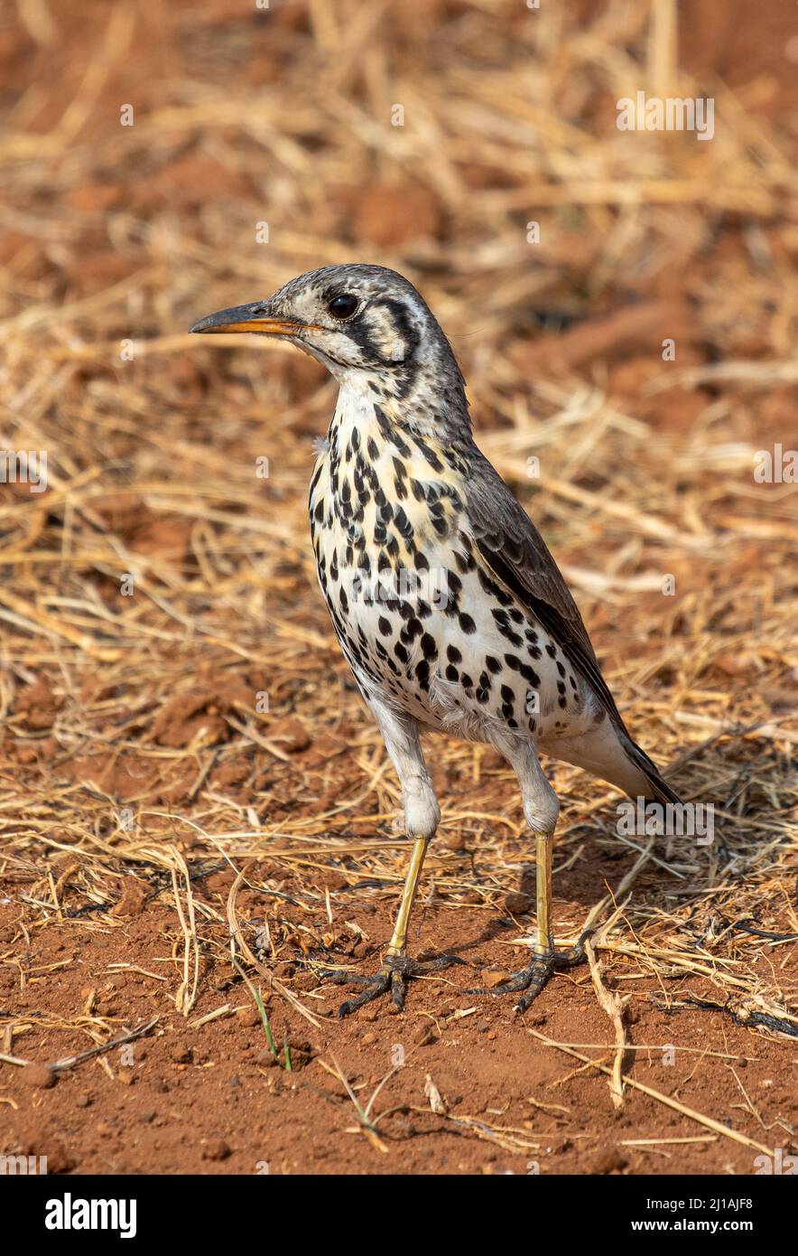 Groundscraper Thrush, Kruger National Park Stock Photo - Alamy