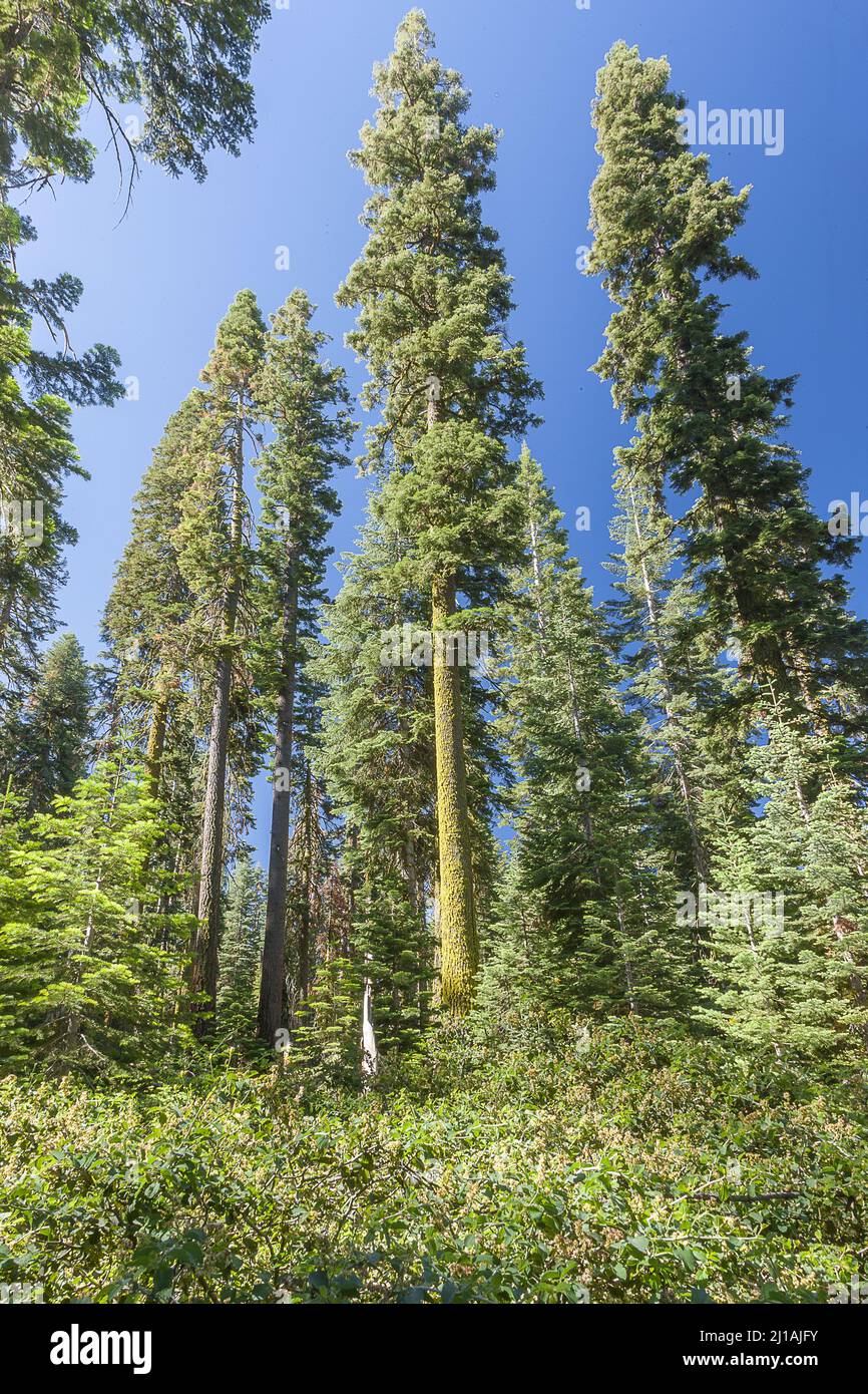 Moss covered giant trees pointing into the sky in Yosemite National ...