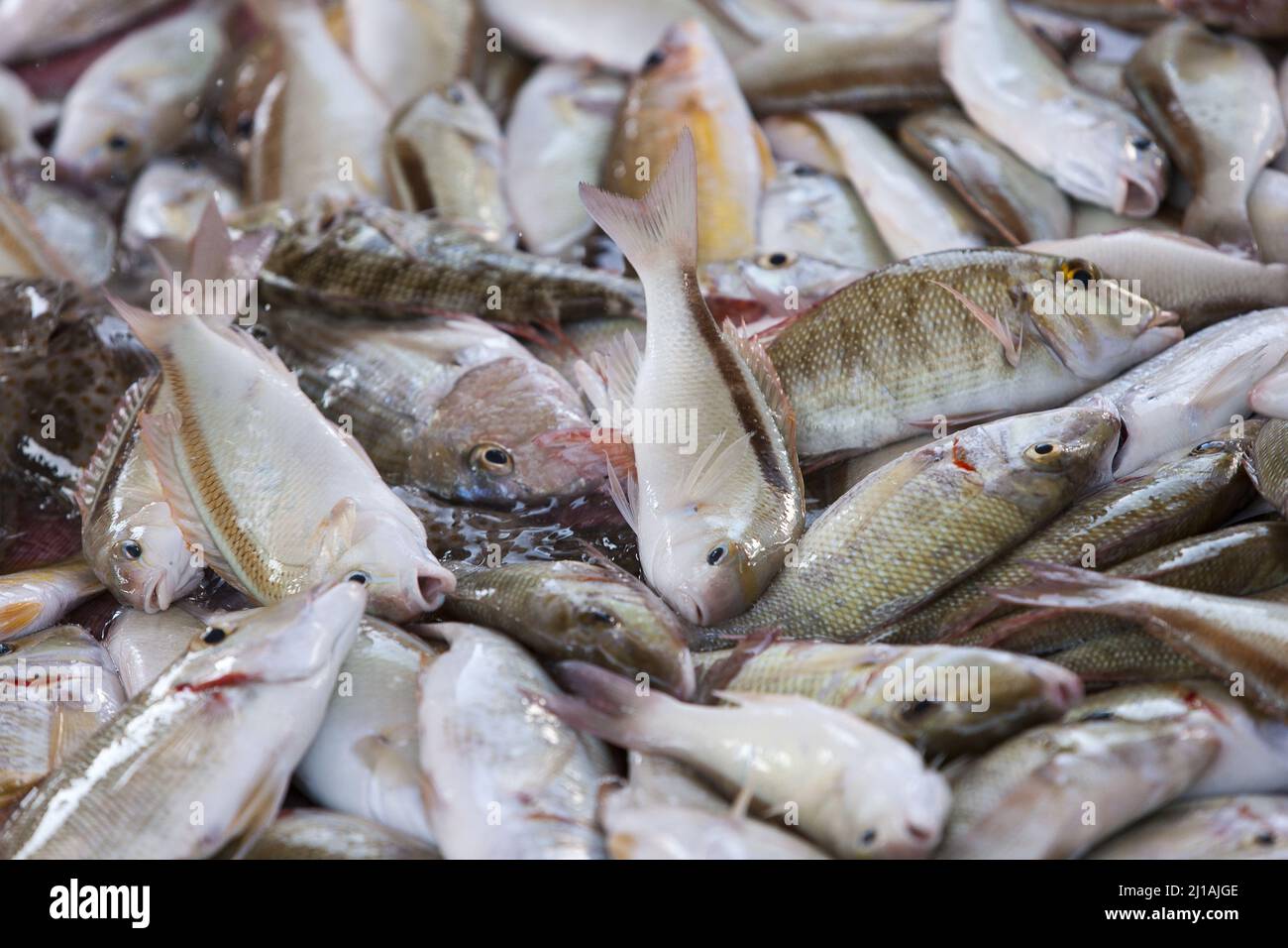 a bunch of fresh fish lying on the display of the fish market, Arabian ...