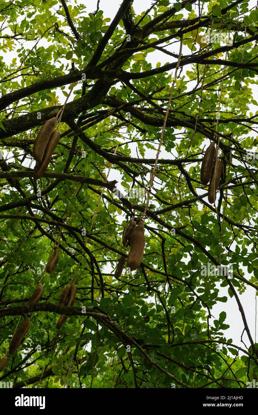 A Sausage Tree, Taken at Taman Botani Perdana (Botanical Gardens) Kuala ...