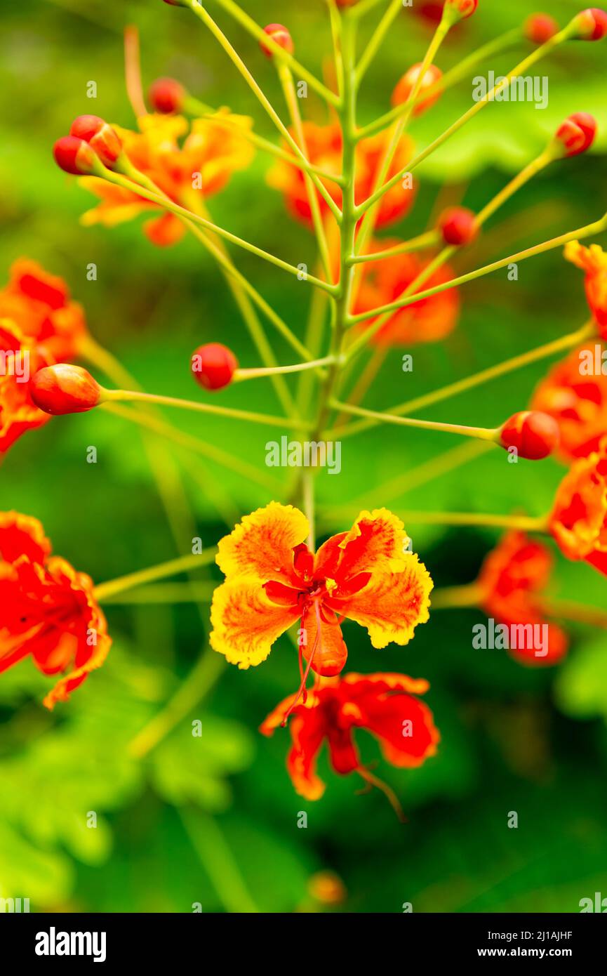 Pride of Barbados Plant Stock Photo - Alamy