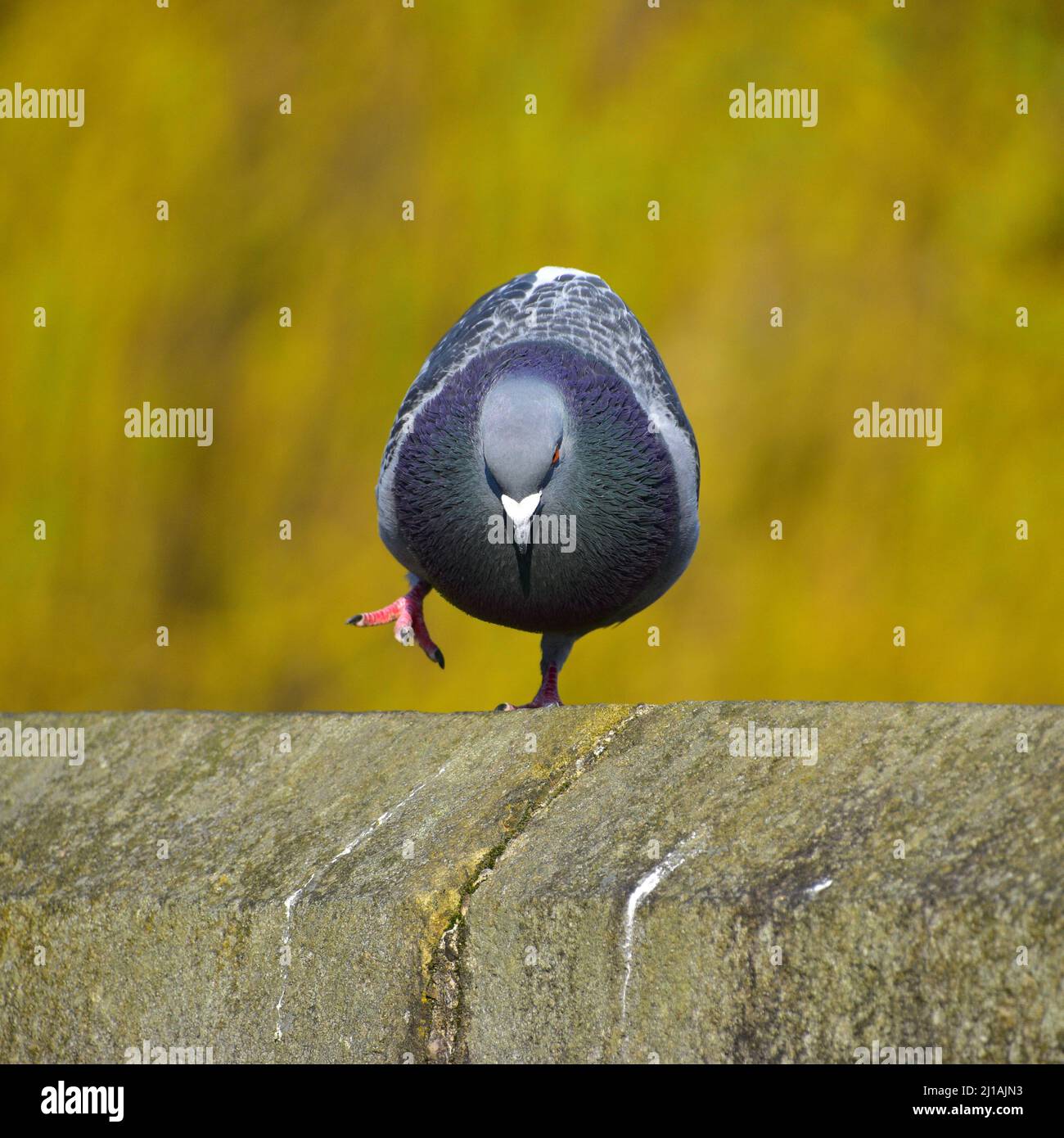 Domestic pigeon street columba hi-res stock photography and images - Alamy