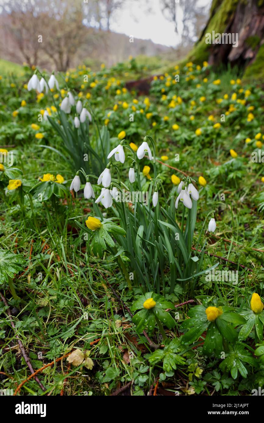 Snowdrops and yellow flowers in winter Stock Photo - Alamy