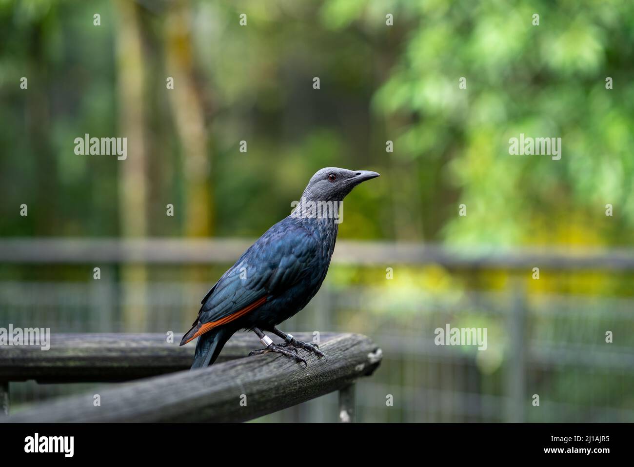 One Red Winged Starling. Bird standing on handrail with copy space ...