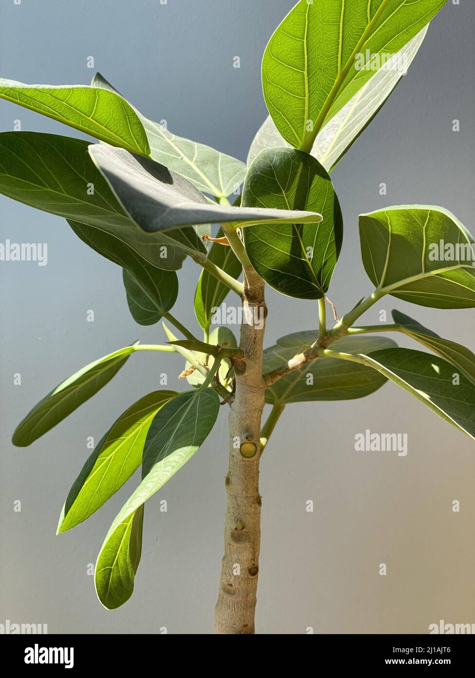 Ficus bengal hi-res stock photography and images - Alamy
