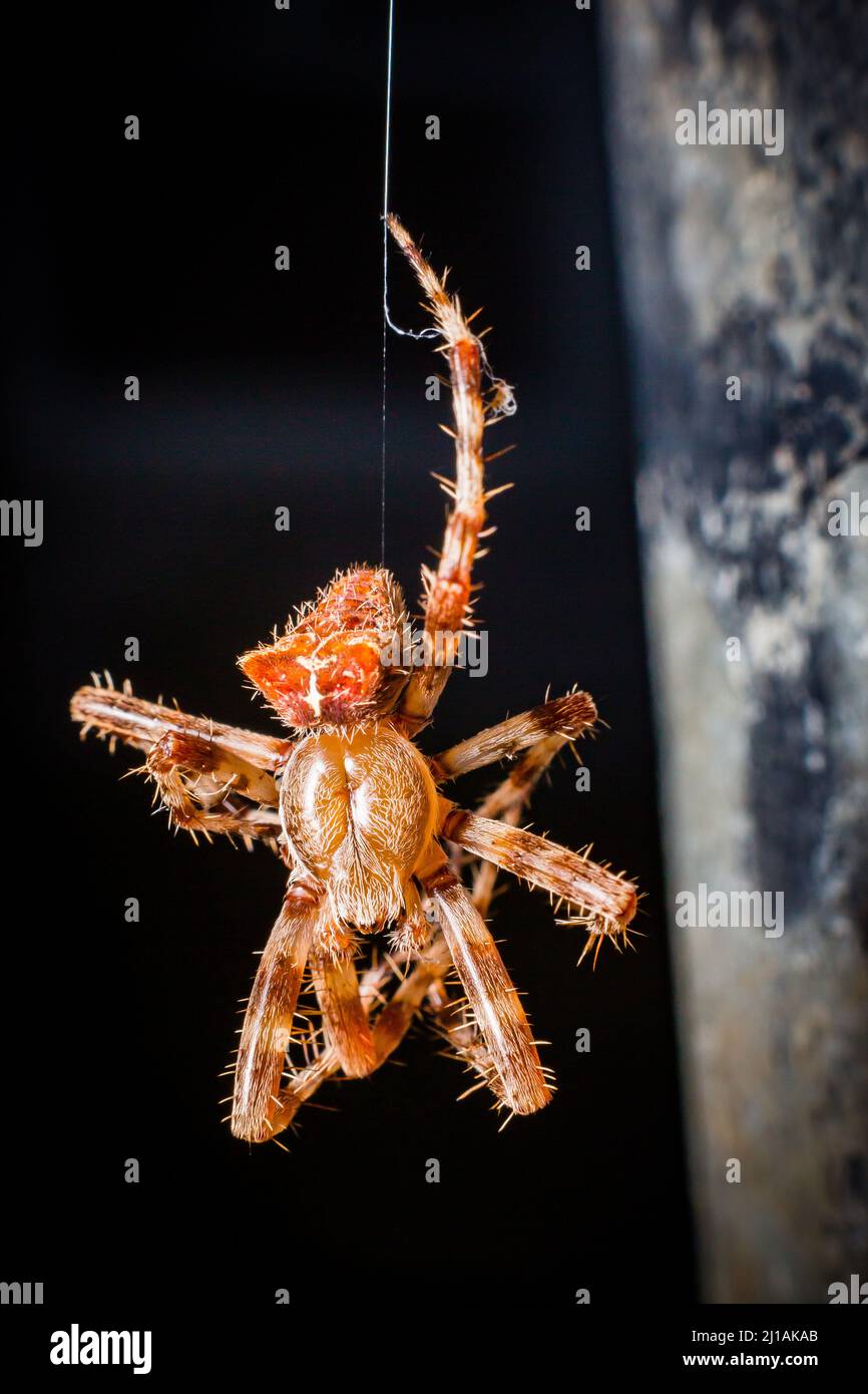 Spider hanging from web hi-res stock photography and images - Alamy