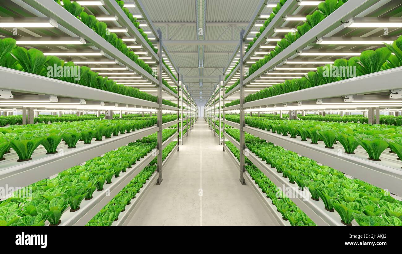 Hydroponic indoor vegetable plant factory in exhibition space warehouse ...