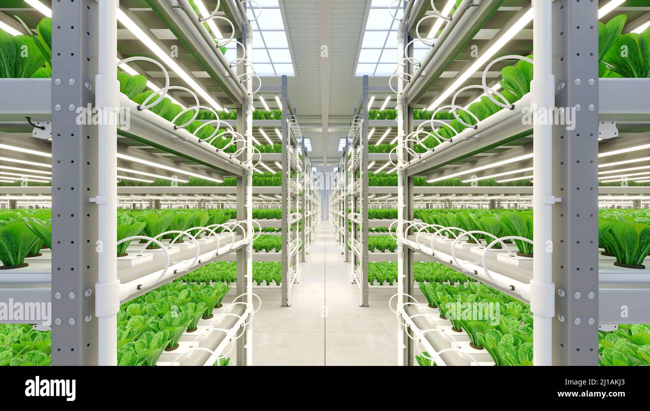 Hydroponic indoor vegetable plant factory in exhibition space warehouse ...