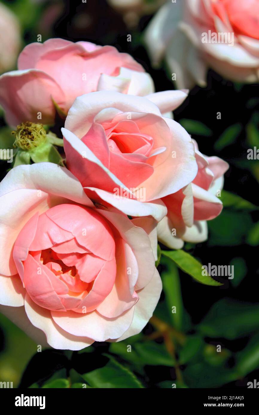 beautiful delicate spring flower close-up. flowers pink roses Stock ...
