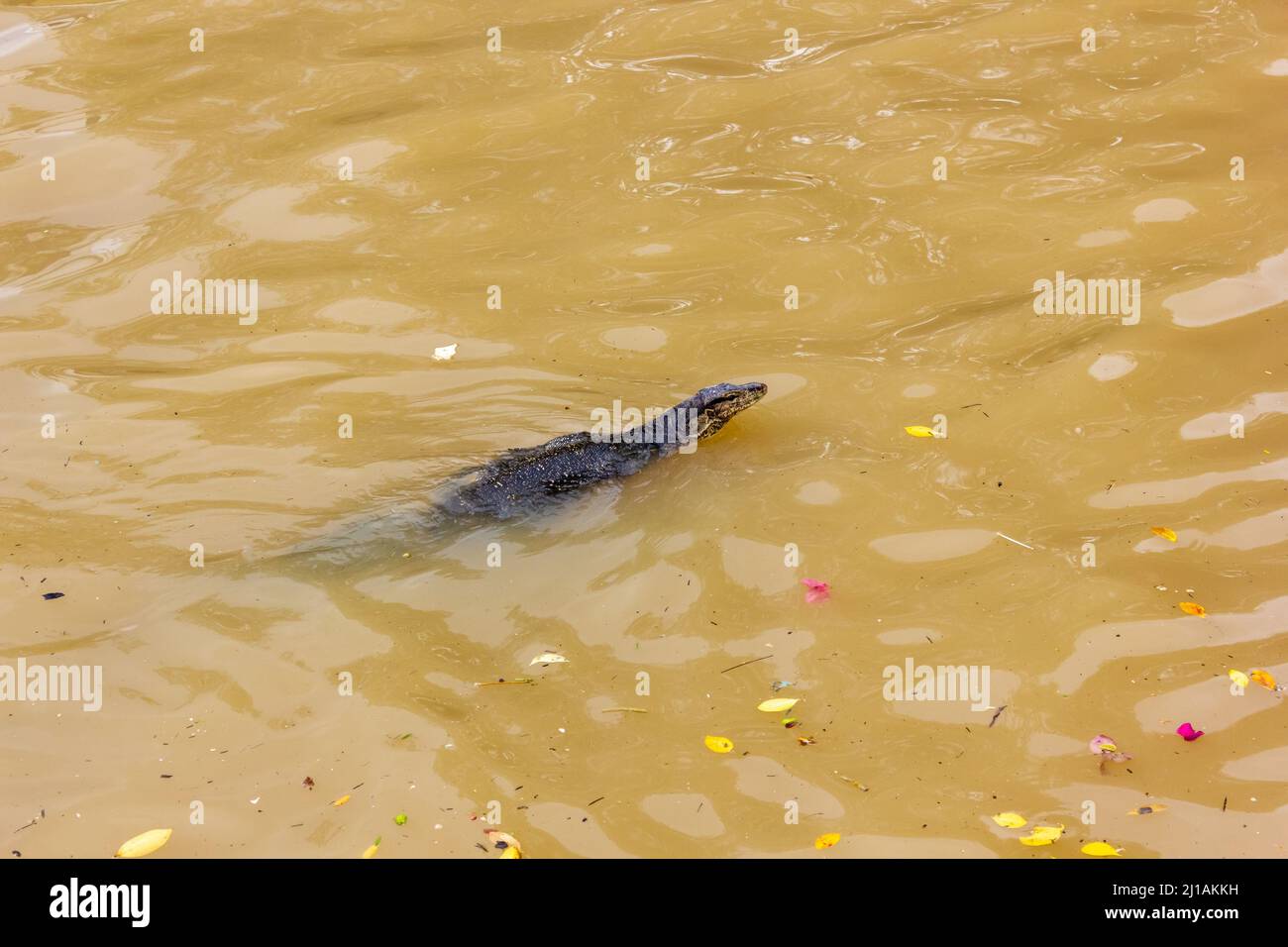 A Malaysian monitor lizard swimming in the brown murky waters of the ...