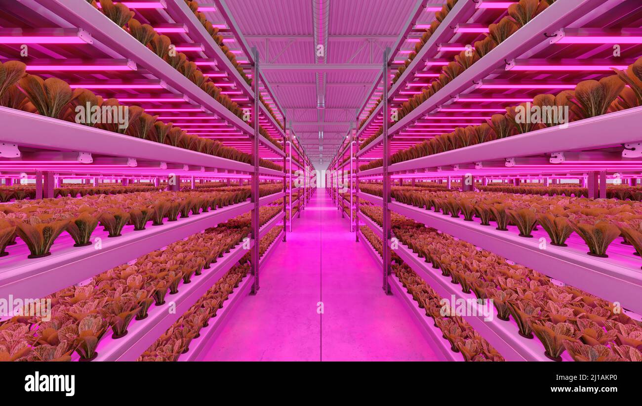Hydroponic indoor vegetable plant factory in exhibition space warehouse ...