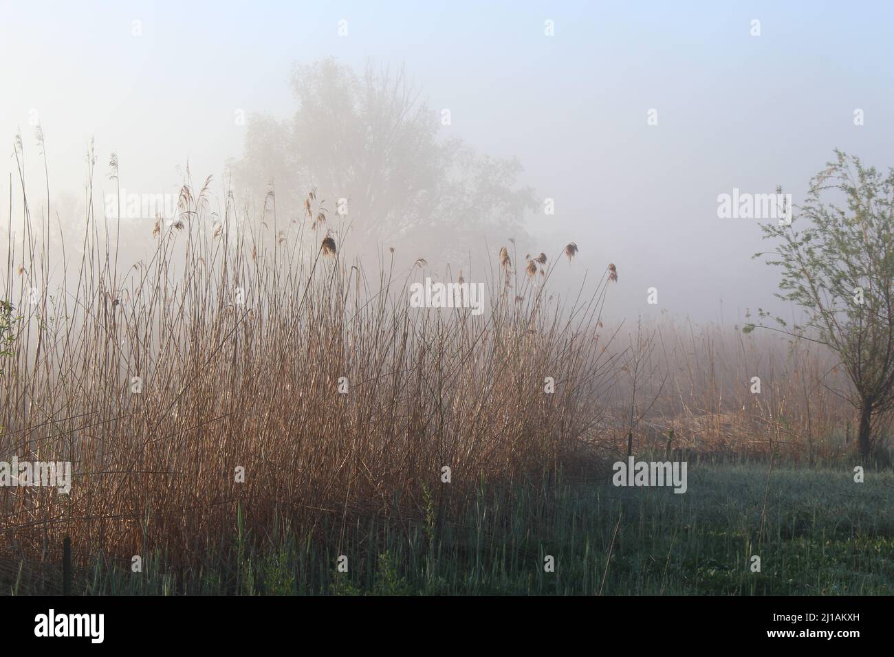 Coast of the river, reeds in the background of fog. Tree in fog in the ...