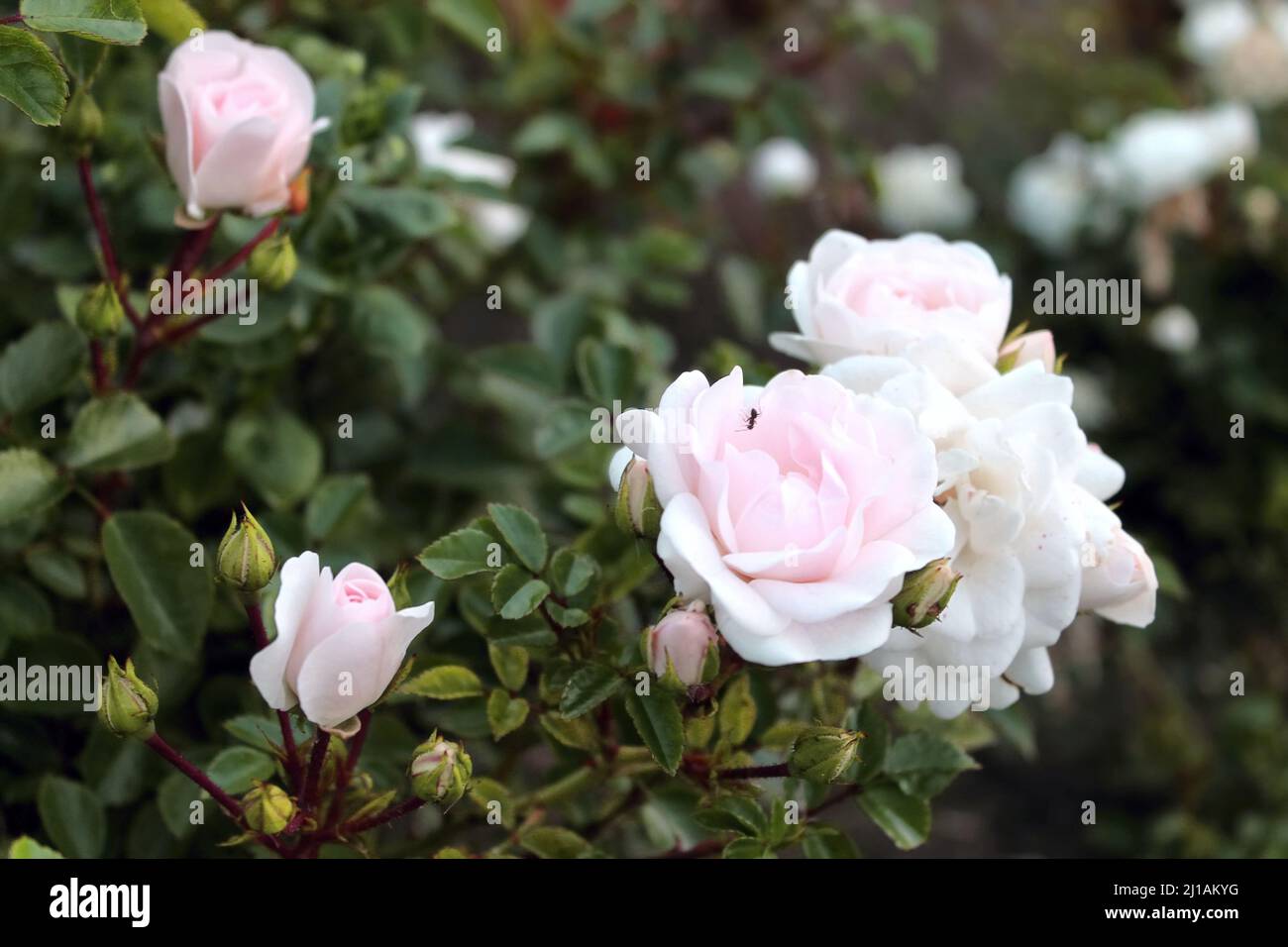 beautiful delicate spring flower close-up. flowers pink roses Stock ...