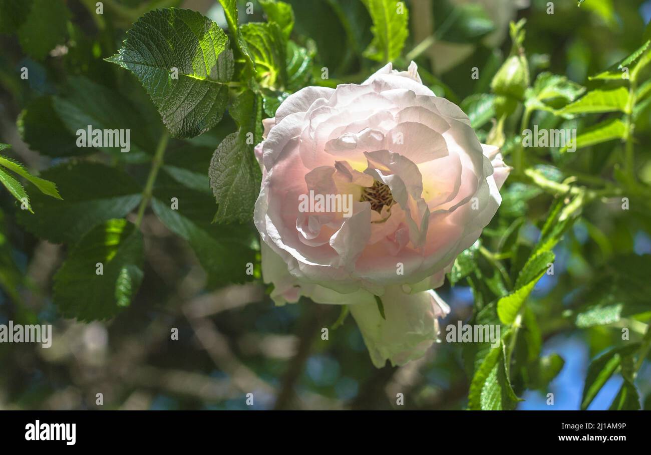 Beautiful large rose hi-res stock photography and images - Alamy