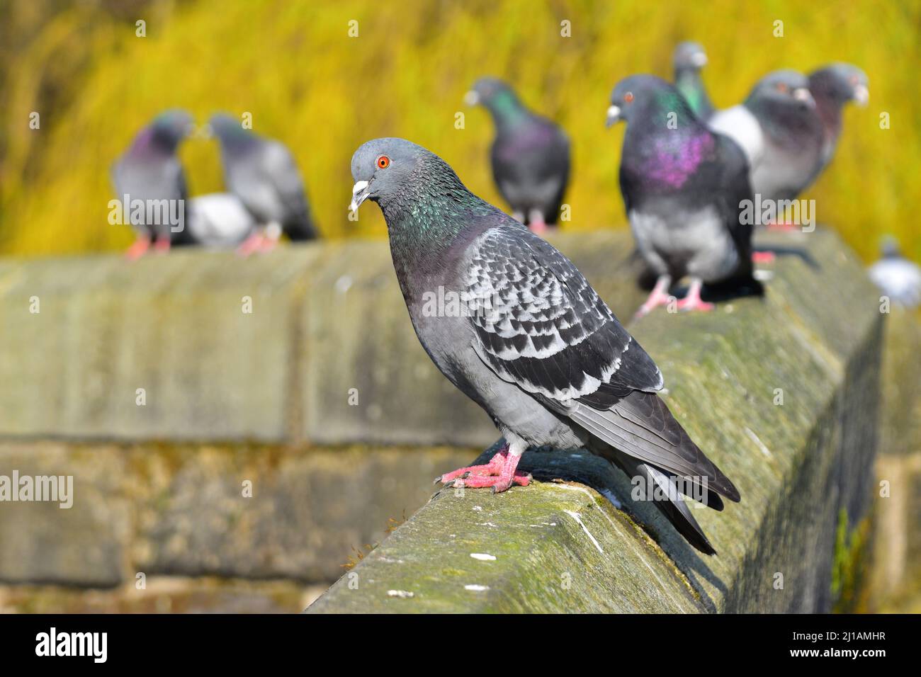 Yorkshire pigeons hi-res stock photography and images - Alamy
