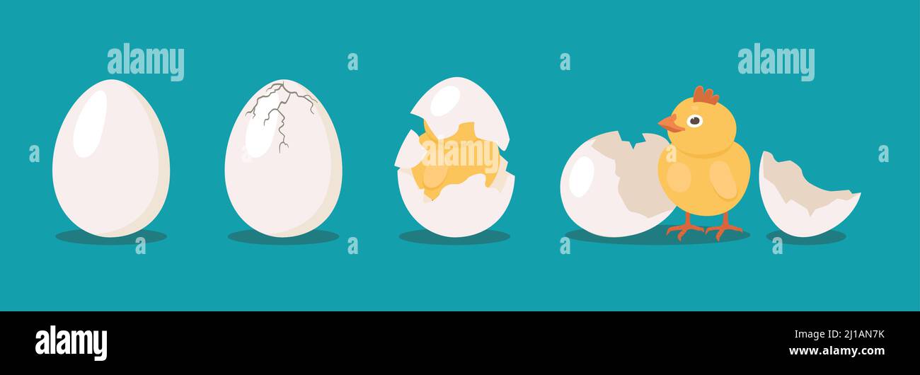 Hatching bird process set. Baby chicken birth from egg. Flat vector ...