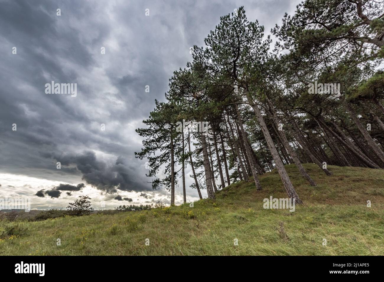Typical Dutch dune landscape with trees and dark sky Stock Photo - Alamy