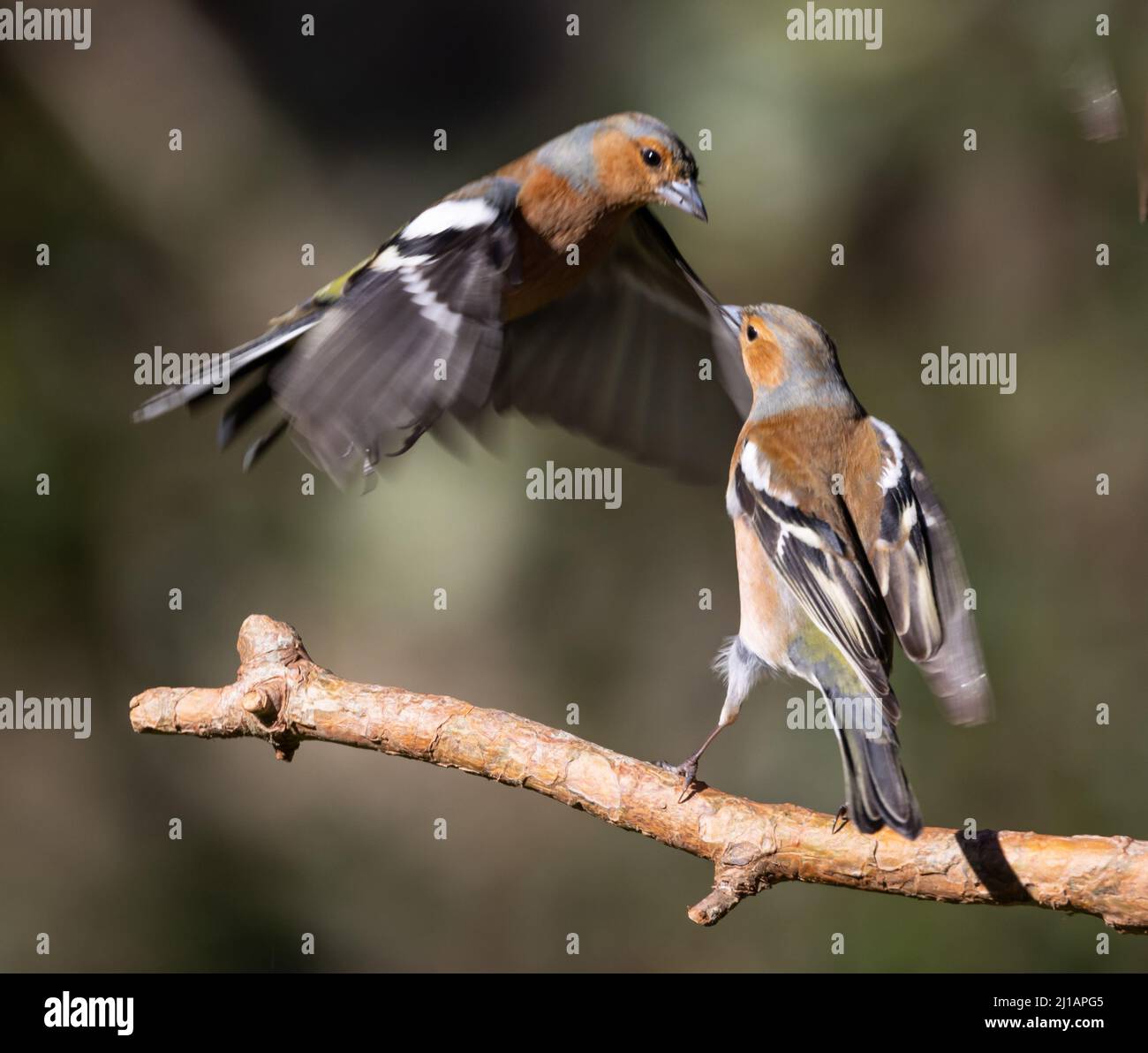 Two male chaffinches, one in flight, fighting for position on the same ...