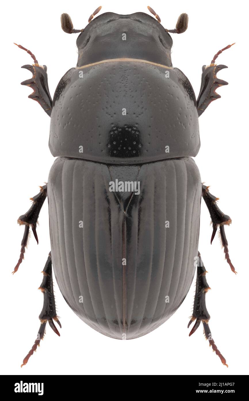 Dung beetle species Aphodius or Teuchestes fossor Stock Photo - Alamy