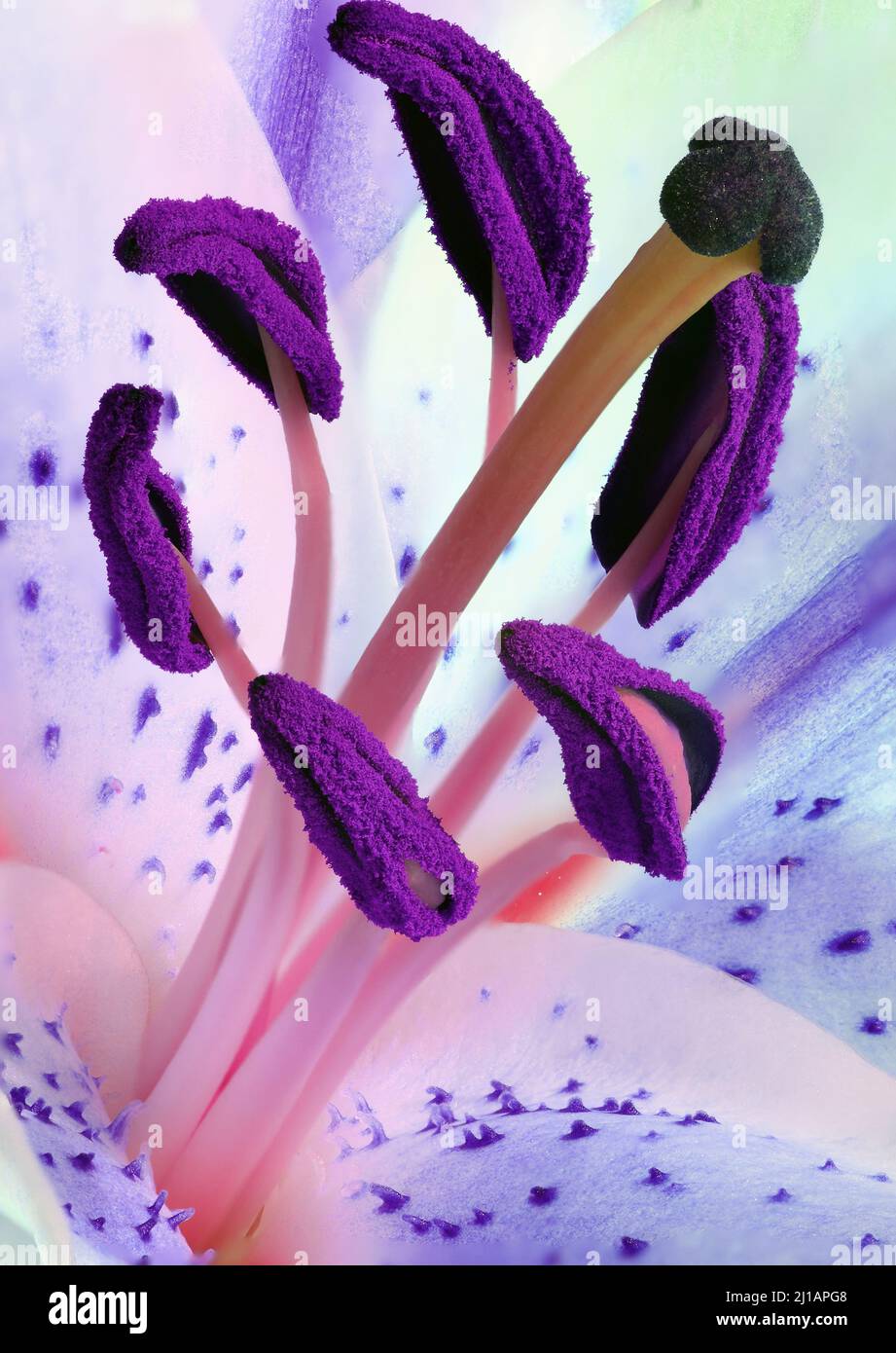 Pink lily flower stamens, with purple pollen Stock Photo - Alamy