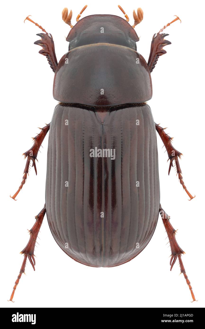 Dung beetle species Aphodius or Acrossus rufipes Stock Photo - Alamy