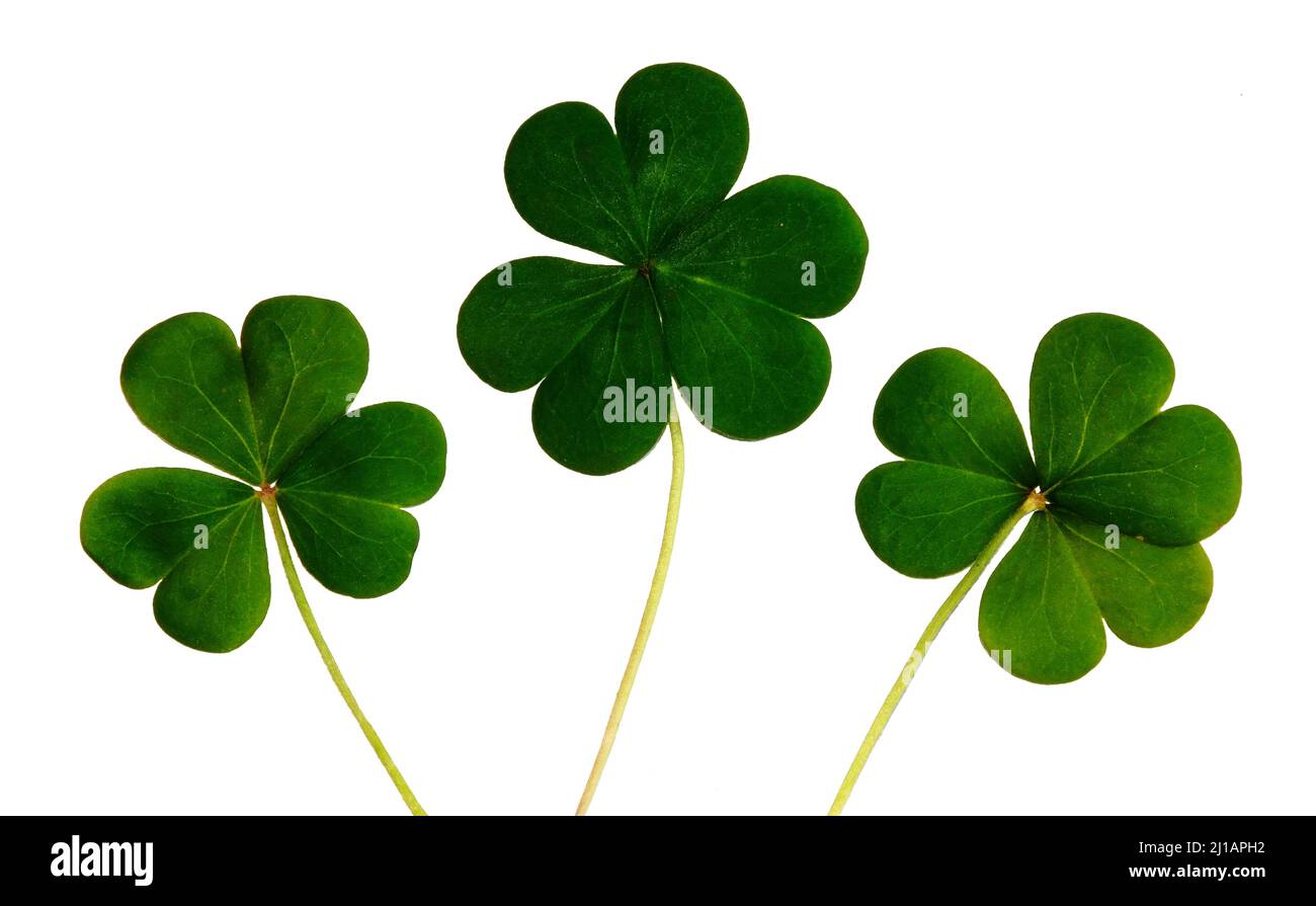 Irish seamrog hi-res stock photography and images - Alamy