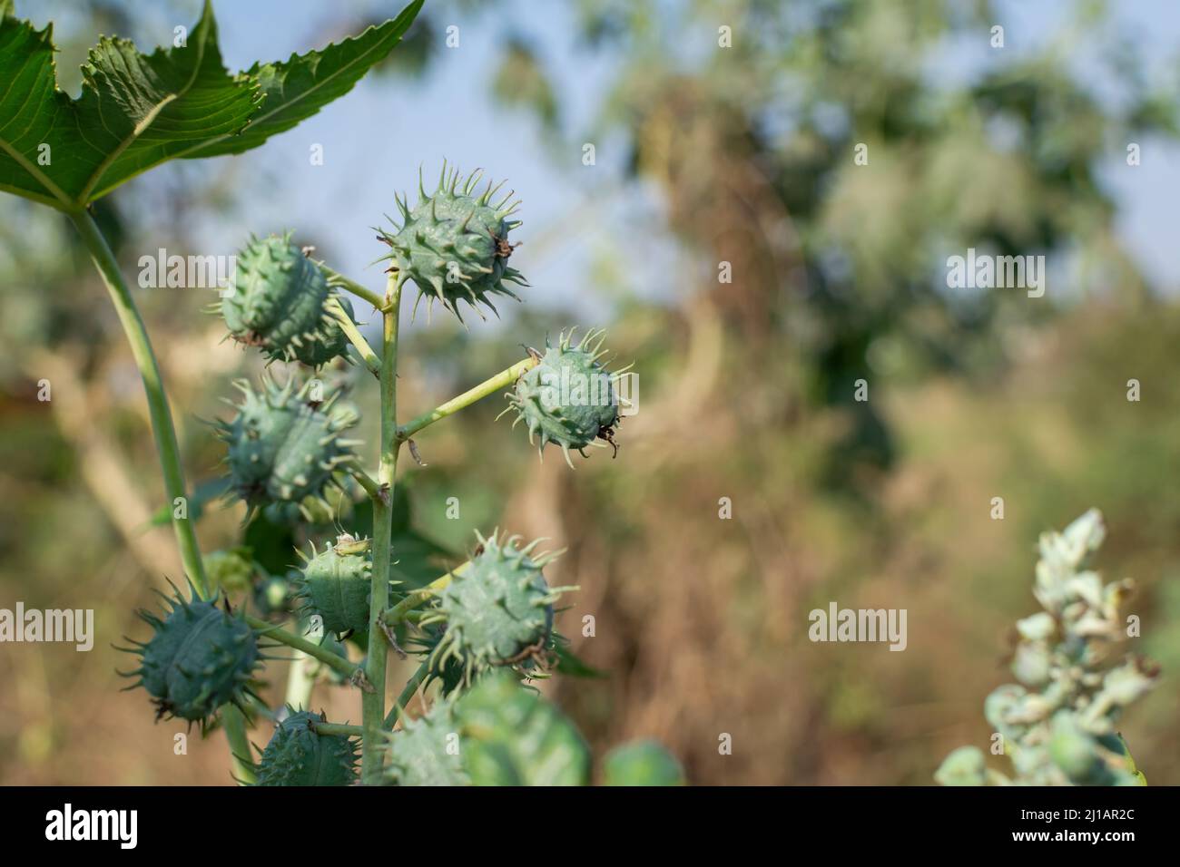 Castor fruits on plant. It is a medicinal plant used in many medicines ...