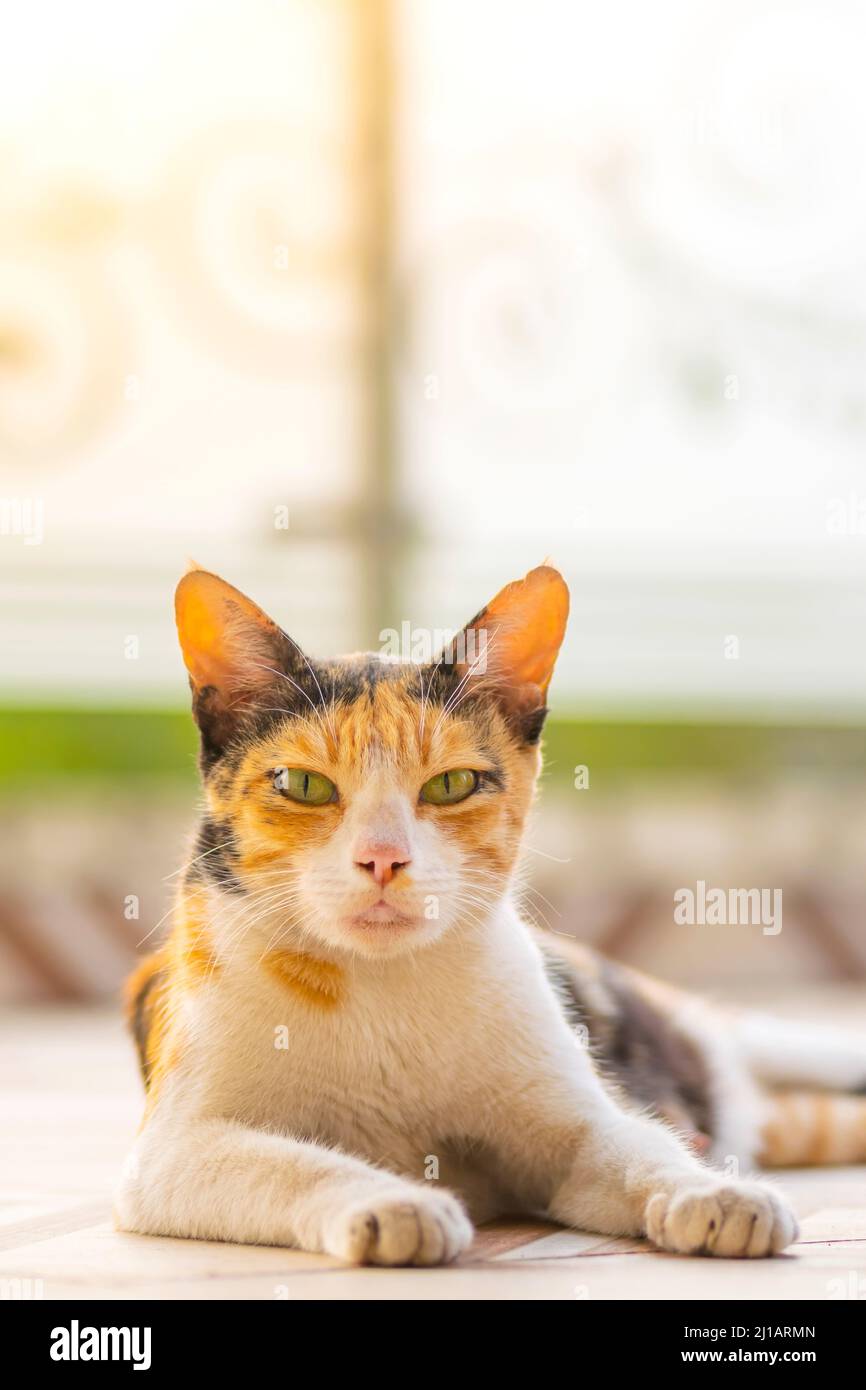 Beautiful three colored Cat sat on the floor and looking front Stock ...
