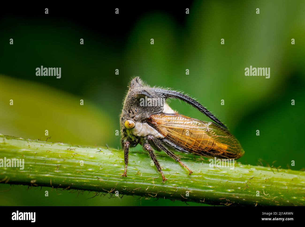 Treehopper hi-res stock photography and images - Alamy