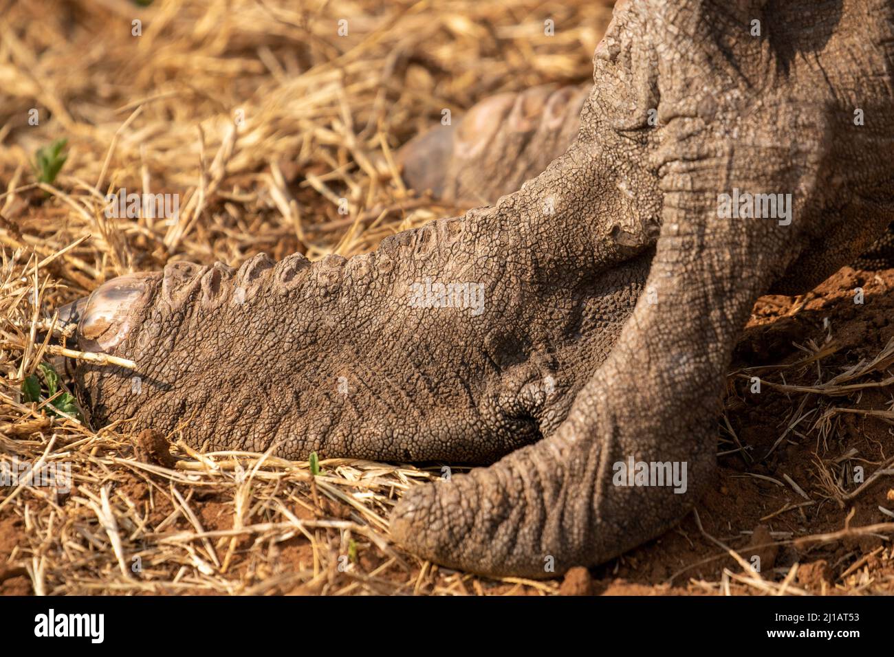 Two toed foot ostrich hi-res stock photography and images - Alamy