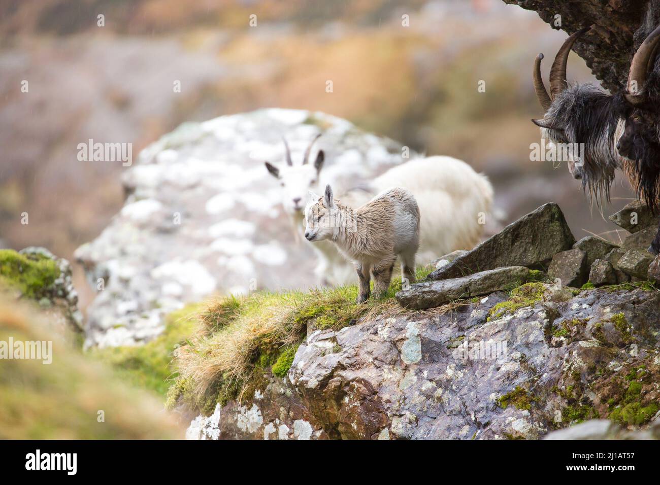 Welsh mountain baby kid goat on a large rock face on a mountain in ...
