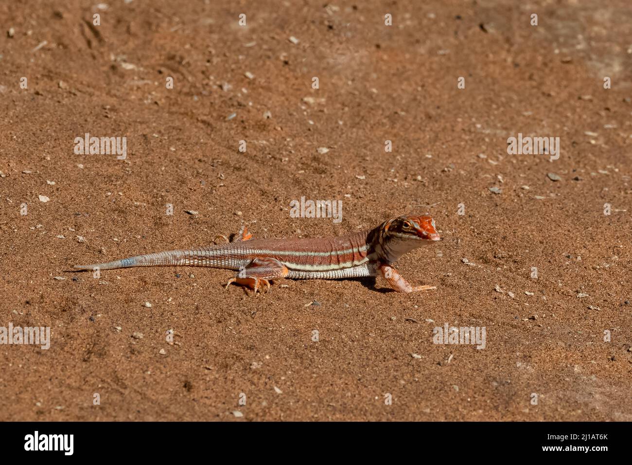shovel-snouted lizard, Meroles anchietae, orange lizard in the sand in ...