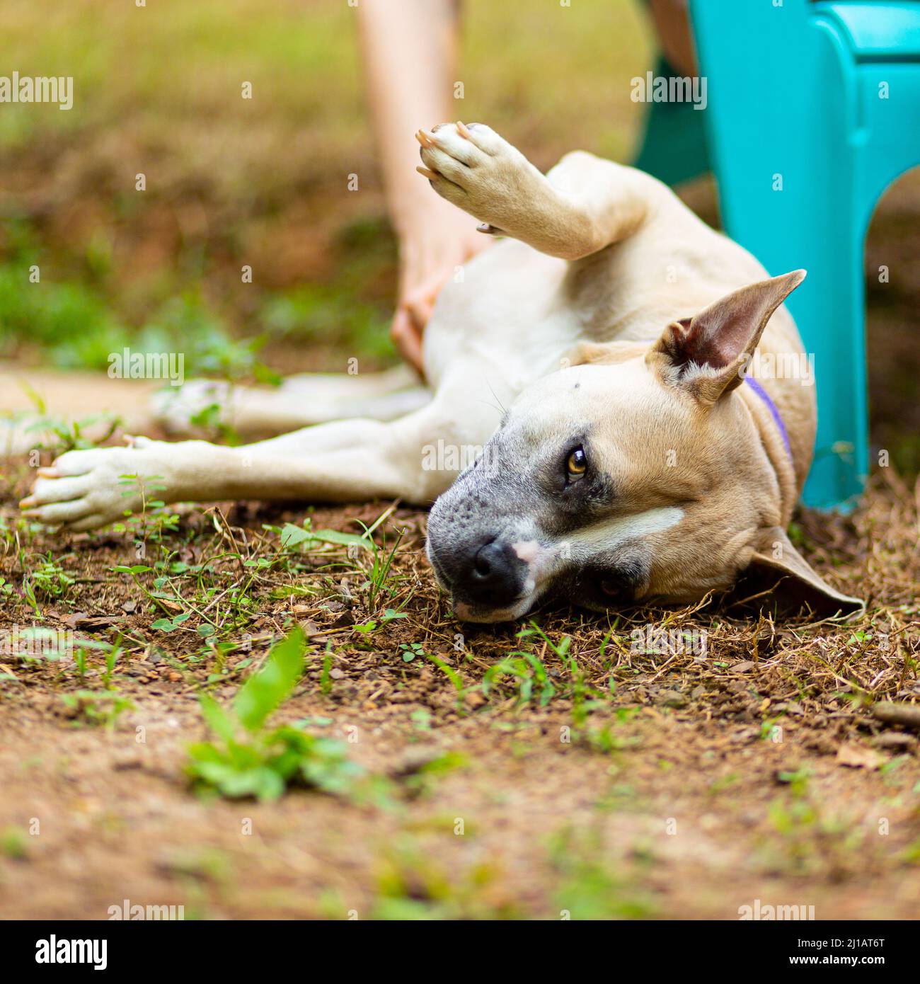 French Bulldog American Bulldog Mix