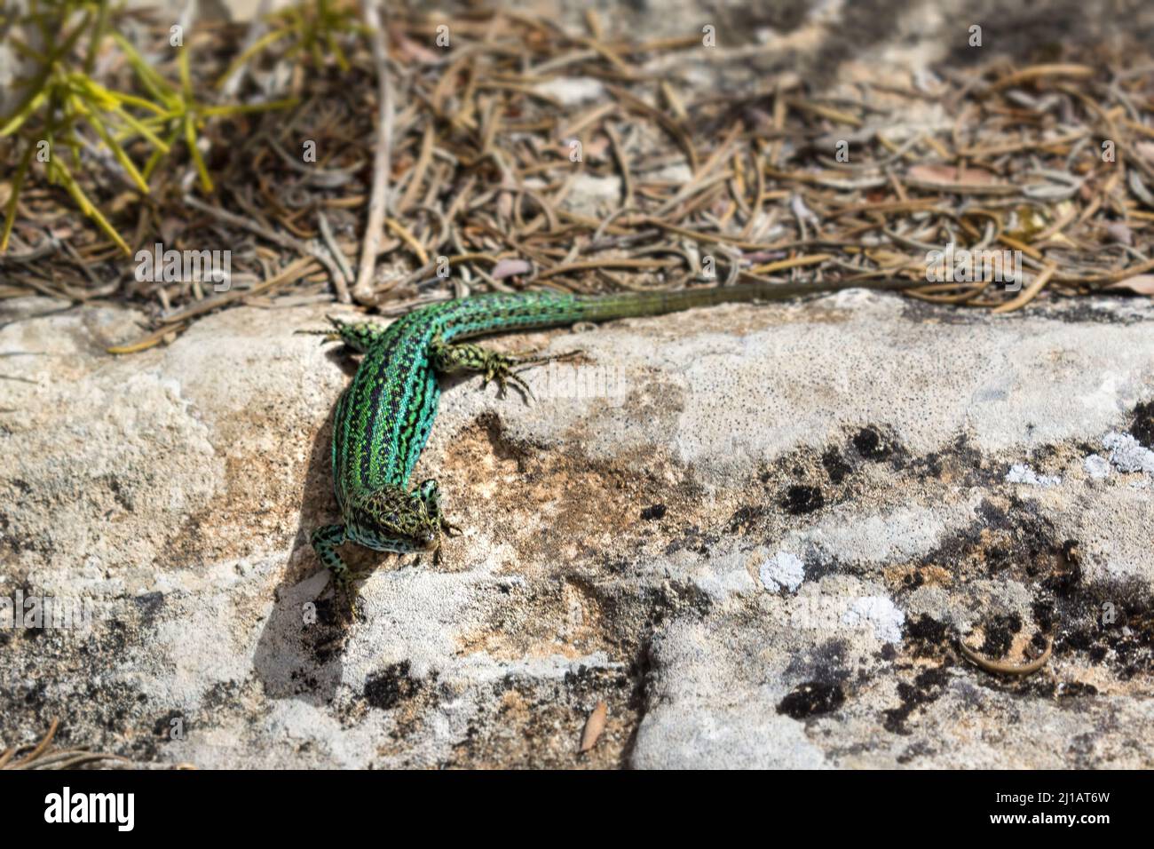 The wild lizard is sitting on stone Stock Photo - Alamy