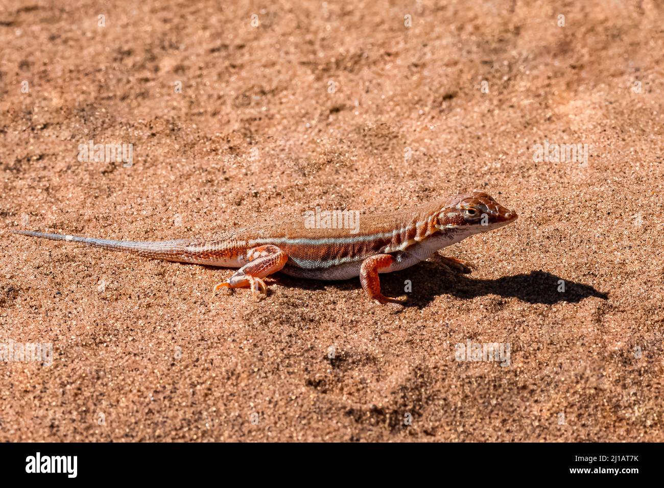 shovel-snouted lizard, Meroles anchietae, orange lizard in the sand in ...