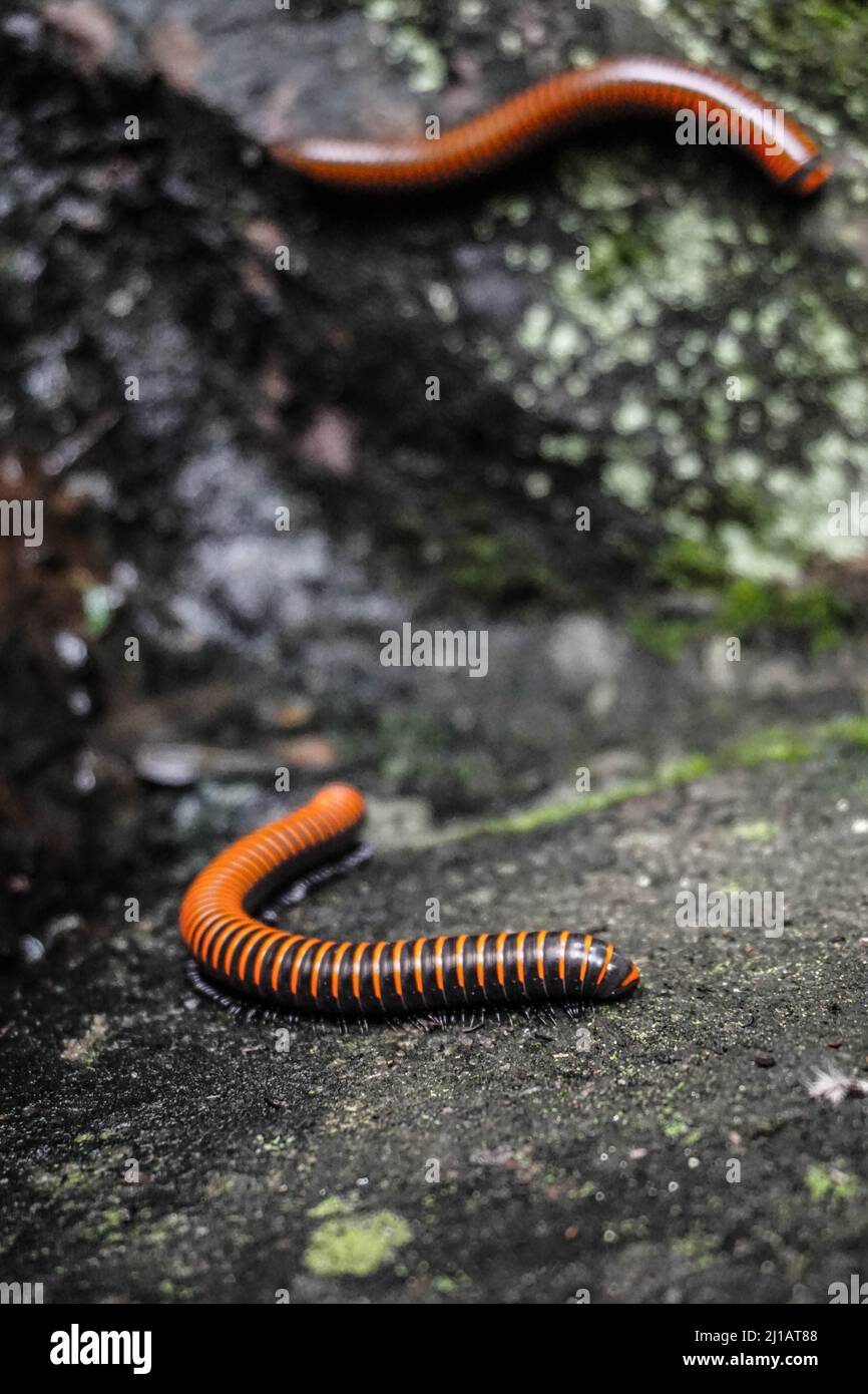 Chinese millipede from the class diplopoda hi-res stock photography and ...