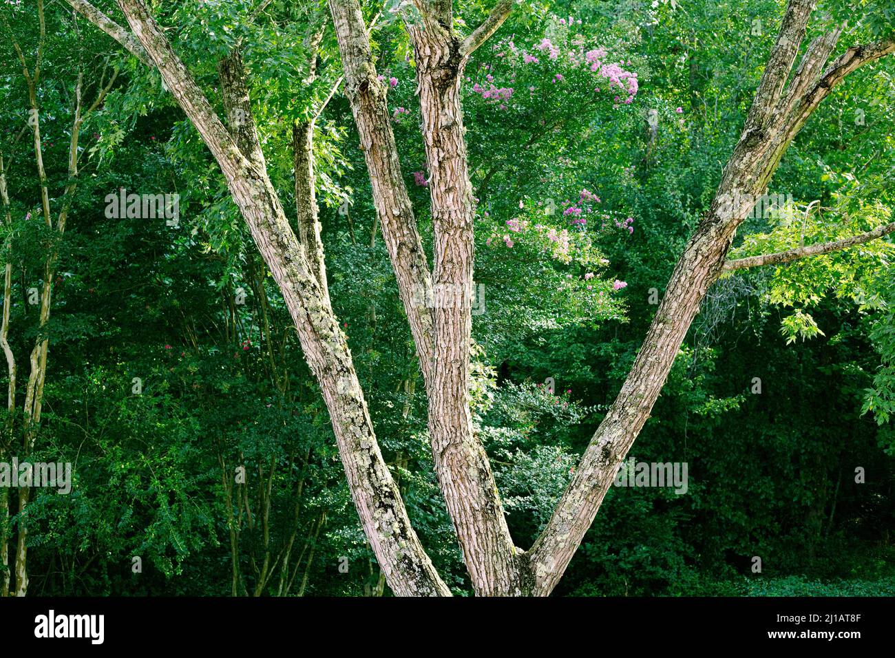 Sun kissed shaggy bark maple tree in a green forest at early evening ...