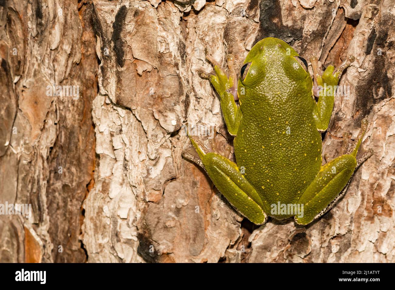 Amplexus Hyla Gratiosa